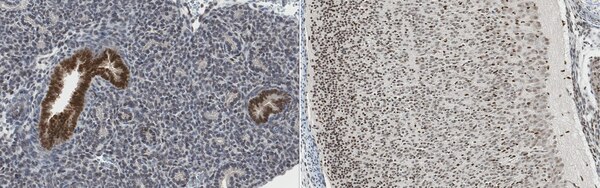 Anti-Sox2 Antibody | AB5603